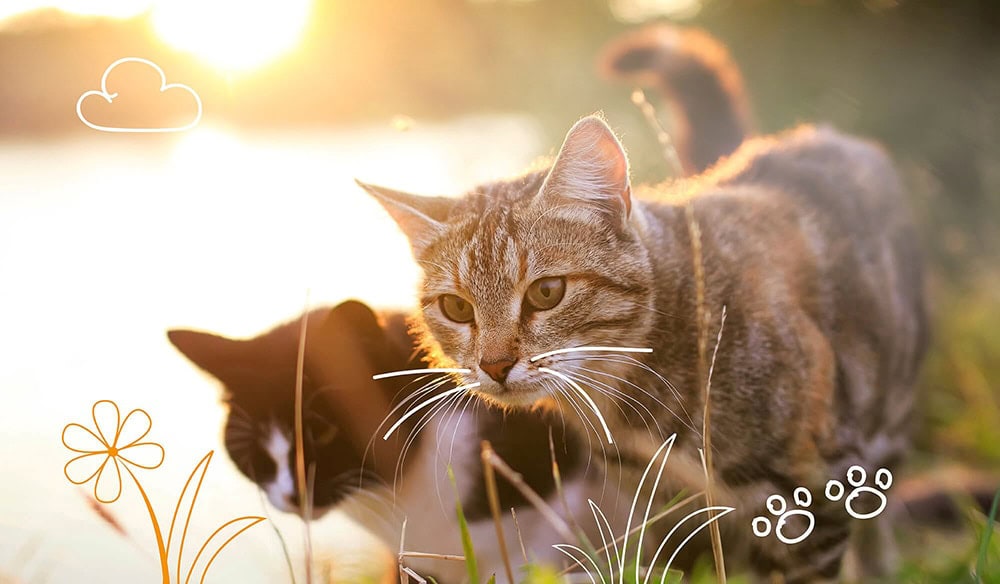 2020 s Top 10 Cat Names Popular Cat Kitten Names MiPet Cover 2020 s Top 10 Cat Names Popular Cat Kitten Names MiPet Cover